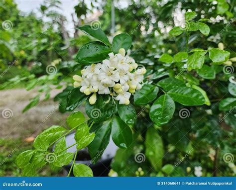 Murraya Paniculata Is A Shrub Or Small Tree It Is An Ornamental Plant With Fragrant Flowers