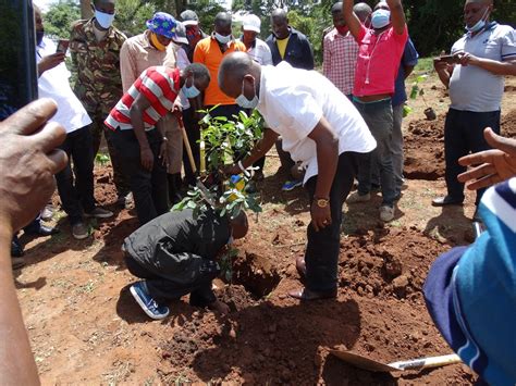 Tree Planting Exercise At Masinga Buffer Zone Tana And Athi Rivers Development Authority TARDA