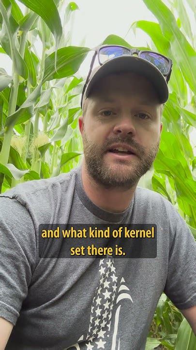 How To Evaluate Corn Yield Potential Corn Agriculture Farming Youtube