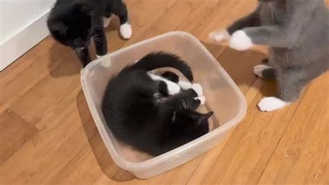 Battle To Sit In The Tupperware Album On Imgur