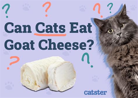 Can Cats Eat Goat Cheese Vet Reviewed Nutritional Benefits And Faq Catster