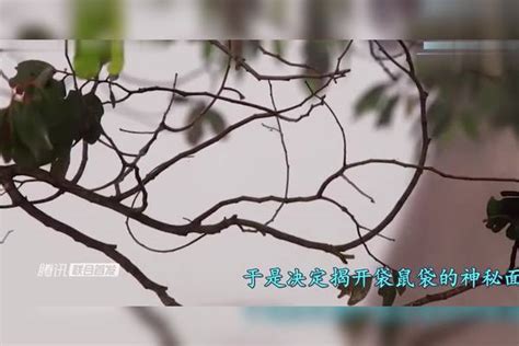 袋鼠的育儿袋里面究竟装着什么饲养员好奇打开眼前一幕终身 育儿袋 什么 袋鼠