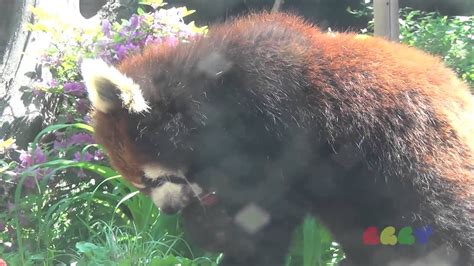 레서팬더 Lesser Panda YouTube