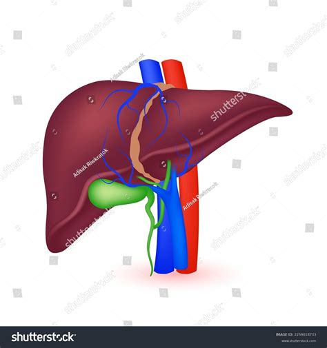 Liver Anatomy Model Isolated On White Stock Vector Royalty Free Shutterstock