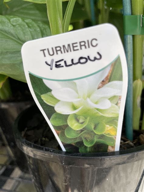 Tumeric Yellow 14cm Poyntons Nursery