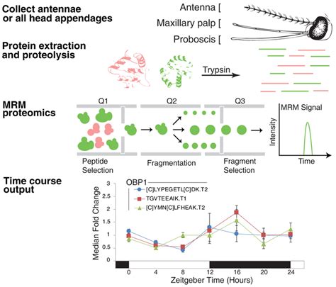 Targeted Quantitative Proteomics Method Our Experimental Method Is