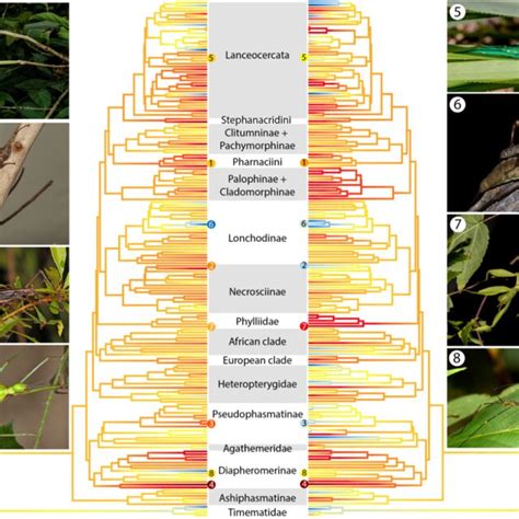 PDF The Evolution Of Morphological Diversity And Sexual Dimorphism In Stick And Leaf Insects