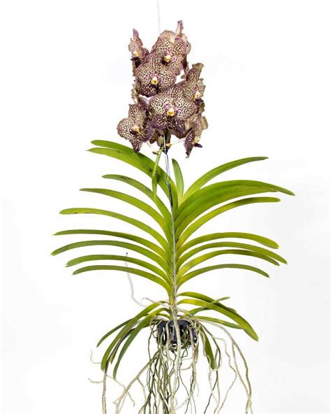 Orhideja Vanda Ocelot Mocha Ljubičasta Džungla Plants