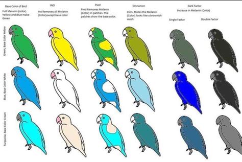 Parakeet Color Chart
