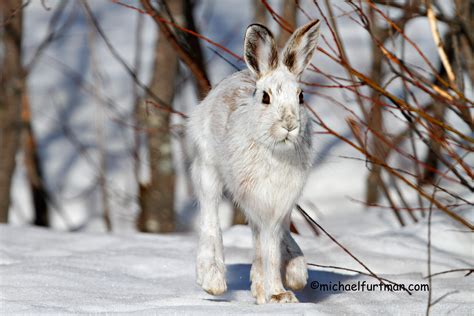 Snowshoe Hares