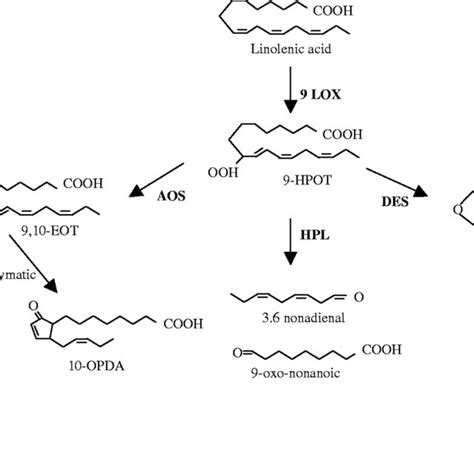 9 Lipoxygenase Pathway For The Metabolism Of α Linolenic Acid 9 Lox