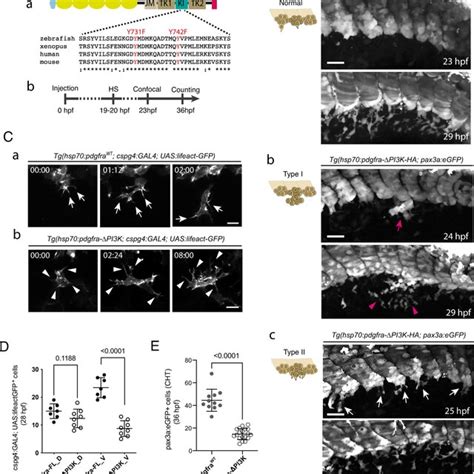 Alcama Regulates SCP Migration Download Scientific Diagram
