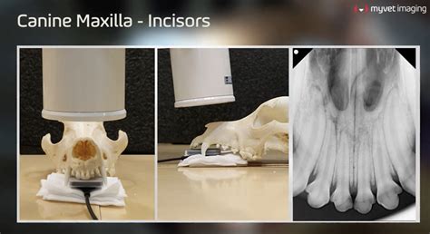 Dental X Rays Tips For Accurate Vet Imaging Success