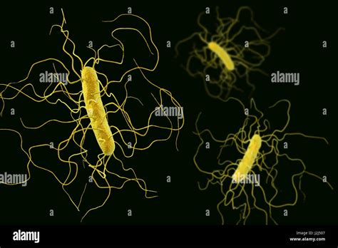 Clostridium Difficile Bacterium With Peritrichous Flagella Computer