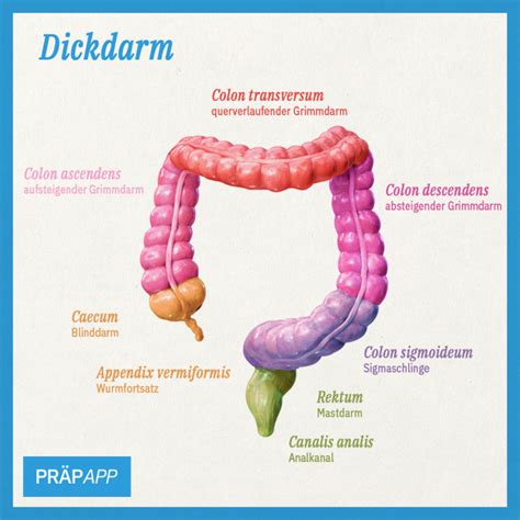 Ig Dickdarm Präpapp Early Access