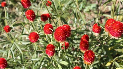 Amarantine écarlate Amarantine Fraise