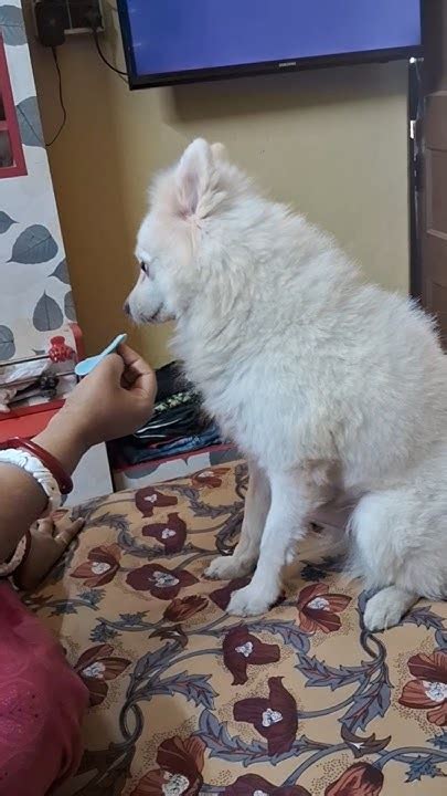 Facial করতে এসেছেন End Miss করা যাবেনা 😋 Yoitubeshorts Youtube Viralvideo Explore Funny