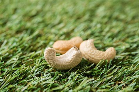 Nut Grass Background Images Hd Pictures And Wallpaper For Free