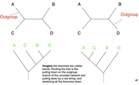 Biol 104 Midterm Flashcards Quizlet