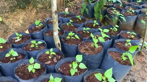 නයිමිරිස් වගාවක් දැම්මා යාලුවනේ 🥰 Youtube