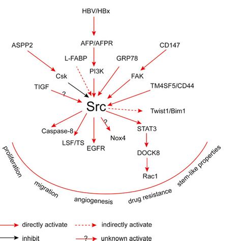 The Plain Scheme Of The Regulation Network Of Src Signaling Download