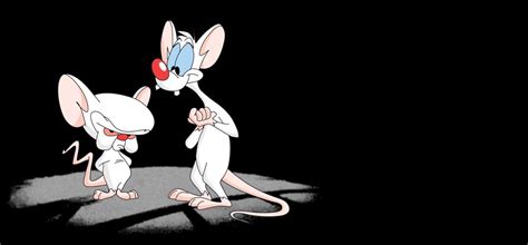 Your Brain Is Stupid Pop Chassid