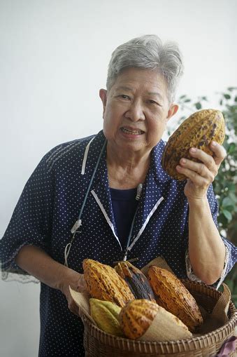 농장에서 수확하는 카카오 콩 과일 코코아 포드를 보여주는 농부 70 79세에 대한 스톡 사진 및 기타 이미지 70 79세 과일 교습 Istock