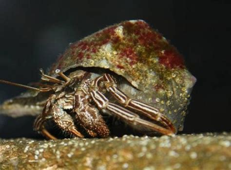 BIOL 310 Lab Final PHYLUM Arthropod Lab 3 Flashcards Quizlet