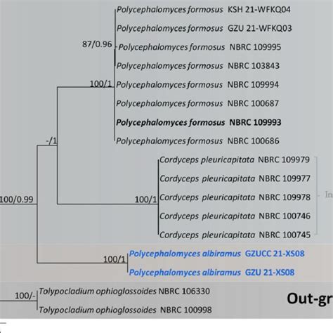 Phylogenetic Tree Of Polycephalomyces Based On Concatenation Of Lsu