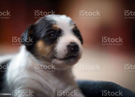 스튜디오 사진 세션에서 몇 일 늙은 개 잭 러셀 테리어 강아지 작은 흰색 개입니다 아름다운 흐릿한 조명 떨어짐에 대한 스톡 사진 및 기타 이미지 Istock