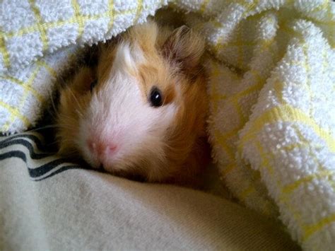 Twix Wrapped In A Tea Towel