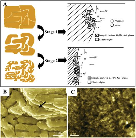 A Schematic Illustrations Showing The Pore Formation Process Of The Download Scientific