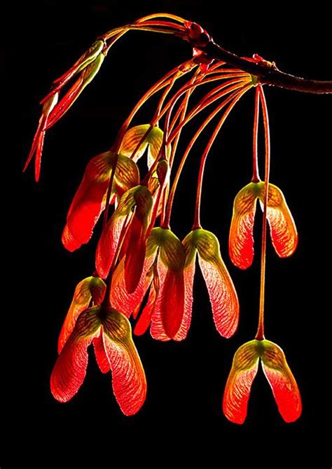 Best Images About Seed Pods On Pinterest