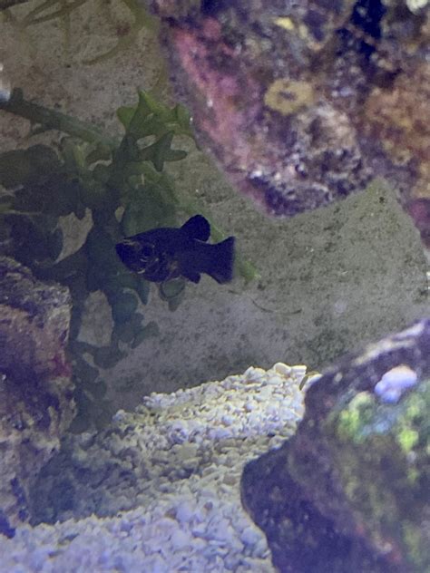 Mollies With Opae Ula R Opaeula