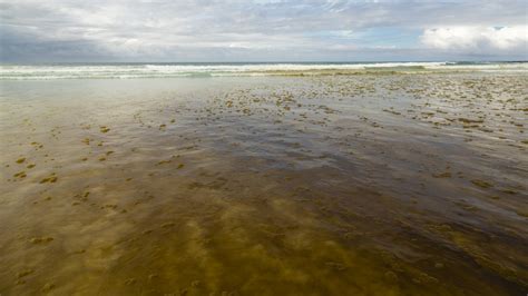 Types Of Harmful Algal Blooms Harmful Algal Bloom Hab Associated