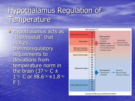 Hypothalamus Body Temperature Hypothalamus Function Vkqfhh