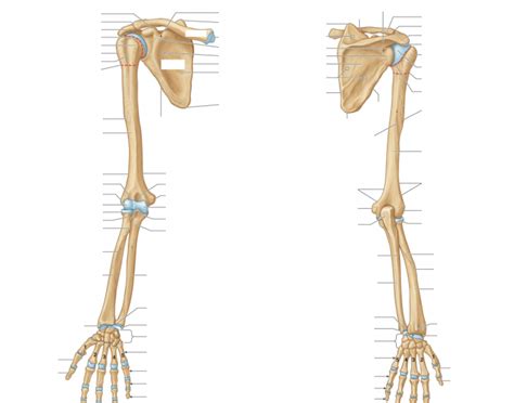 Bony Landmarks Of Upper Limb Quiz
