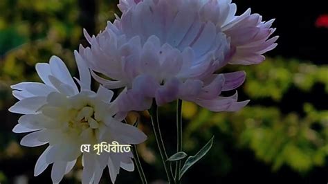 হযরত আলী রাদিয়াল্লাহু তাআলা আনহু একটি কথা বলতেন Youtube