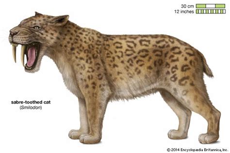 Sabre Toothed Cat Extinct Mammal