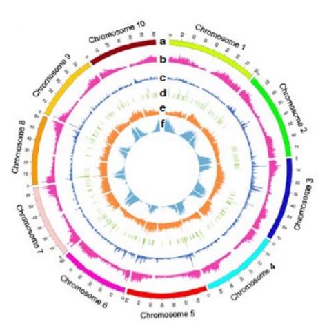 Major Impacts Of Widespread Structural Variation On Sorghum Cabbi