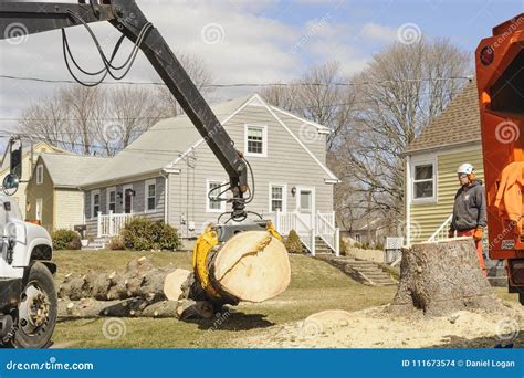Landscaper Oversees Tree Trunk Removal Editorial Stock Image Image Of Spring Somerset 111673574