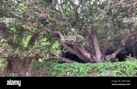 Large Massive Tree Trunks Stock Videos And Footage Hd And 4k Video