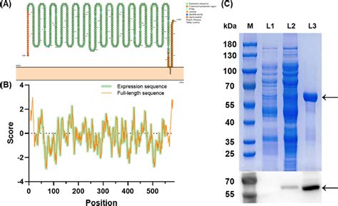 A Visualization Of Proteoforms Were Analyzed By Protter B The