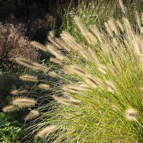 Zo Kan Je Zelf Siergrassen Planten In Je Tuin Aveve