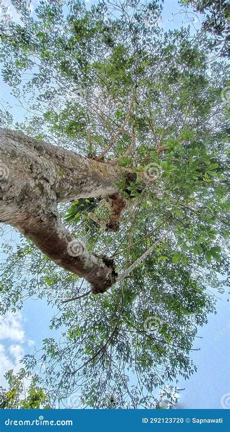 Large Tree With Un Upright Trunk In Kalimantan During The Day Stock
