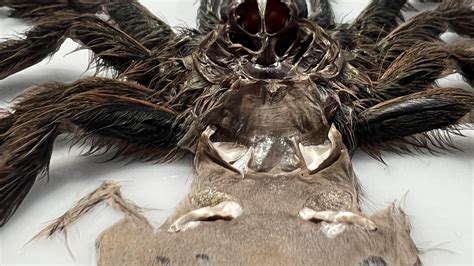 Can Someone Identify The Sex Of My C Versicolor R Tarantulas