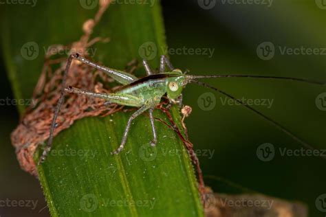 Lesser Meadow Katydid Nymph Stock Photo At Vecteezy