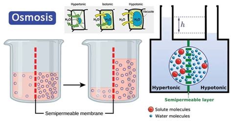 Osmosis Definition Types Examples Osmosis Vs Diffusion