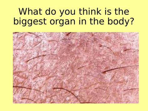 Ks3 Year 7 Biology Cells Tissues Organs And Organ Systems Teaching