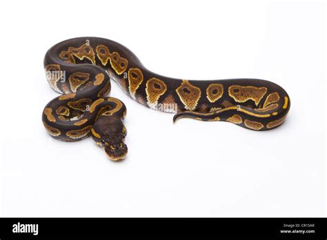 Royal Python Python Regius Black Head Female Markus Theimer Reptile Breeding Austria Stock